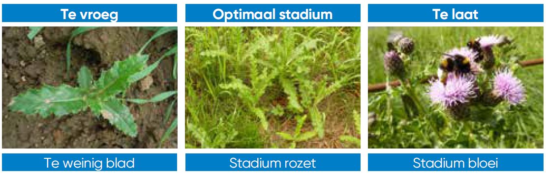 Onkruidbestrijding in grasland in mei-juni - deloonwerker.be